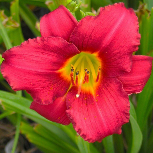 Hemerocallis 'Pardon Me' Daylily | Pine Ridge Nursery LLC
