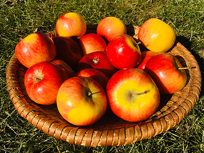 Nabízíme | Ovocnářství Drahoraz
