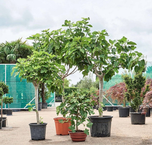 Ficus 'Brown Turkey' Fig Tree for Sale For Sale UK | Palm And Olive ...