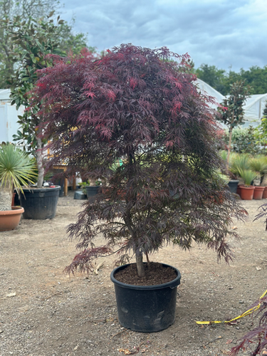 Acer palmatum ‘Garnet’ – Extra Tall Weeping Japanese Maple (190–200 cm ...