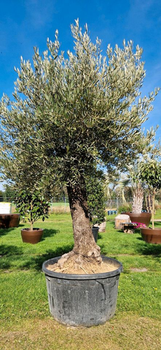 Tall Olive tree 12-13 ft For Sale UK | Palm And Olive Fast Delivery