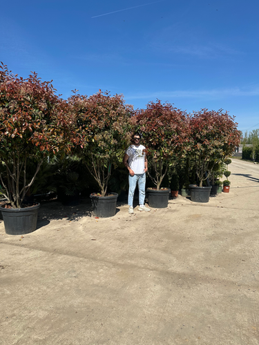 Photinia Red Robin Tree (Photinia × fraseri ‘Red Robin’) – 9ft For Sale ...