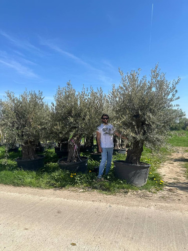 XL Ancient Olive Tree (Olea europaea) – Grand Gnarled Specimen For Sale ...