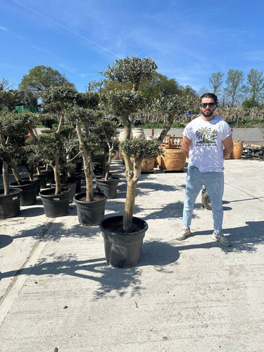 7ft Cloud Olive Tree (Olea europaea 'Niwaki') For Sale UK | Palm And ...