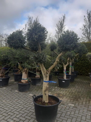 Multi-Ball Cloud Olive Tree (Olea europaea 'Niwaki') – Architectural ...