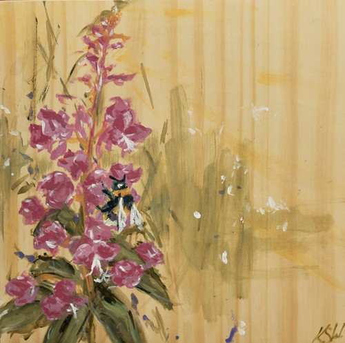 New life (Fireweed Study) | The Laundromat