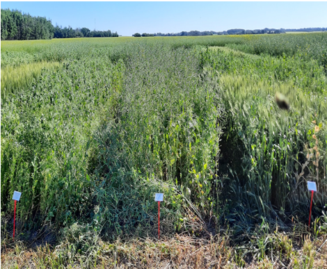 Intercropping of Peas with Canola, Flax, and Wheat