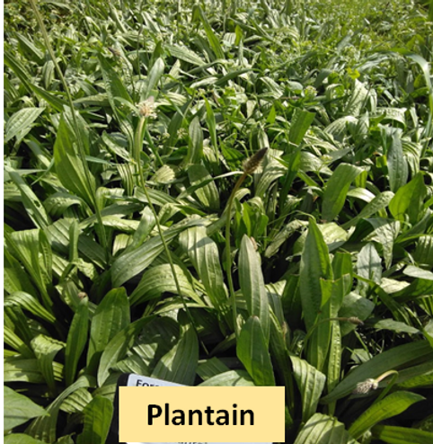 Forage Quality of Flax and Broadleaf Forbs tested in High Prairie