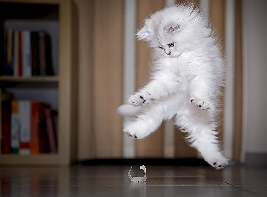 Flying Floofs — 15 of the best photos of cats caught in mid-air!