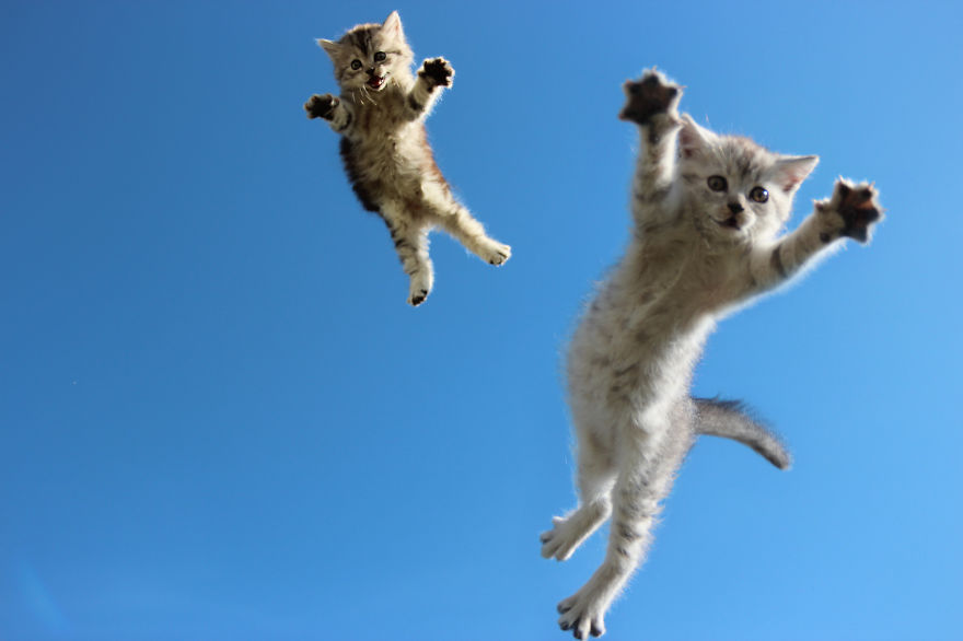 Flying Floofs — 15 of the best photos of cats caught in mid-air!