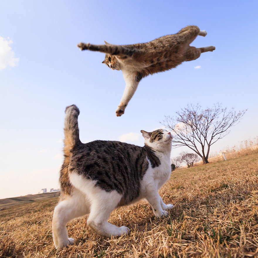 Flying Floofs — 15 of the best photos of cats caught in mid-air!
