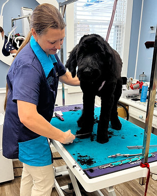 Dog and Cat Grooming in Berwick | Lily's House