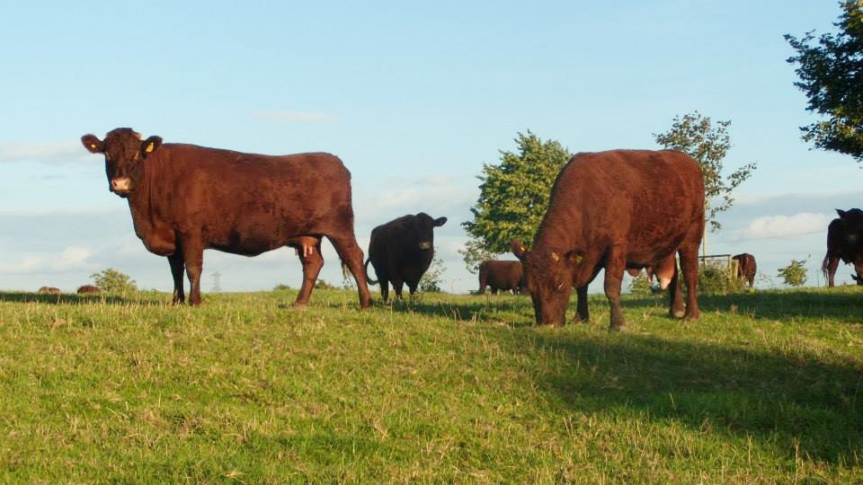 Organic Cattle | Whaddon Grove Farm