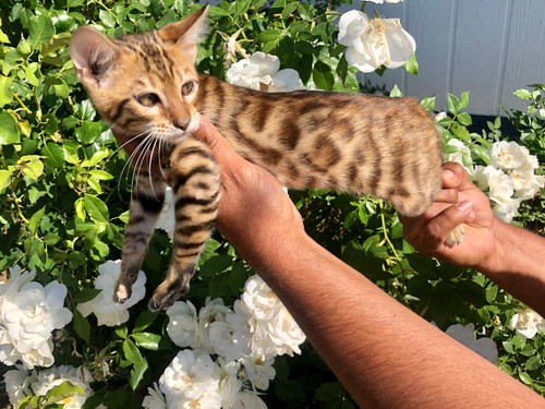 Outcross kittens | CasaCruz Ranch