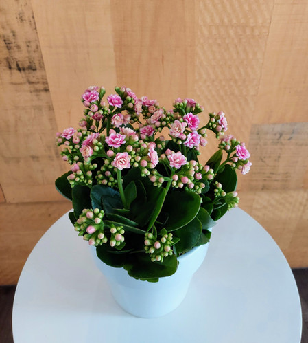 Calandiva 6 pouces avec pot | fleuristelevis