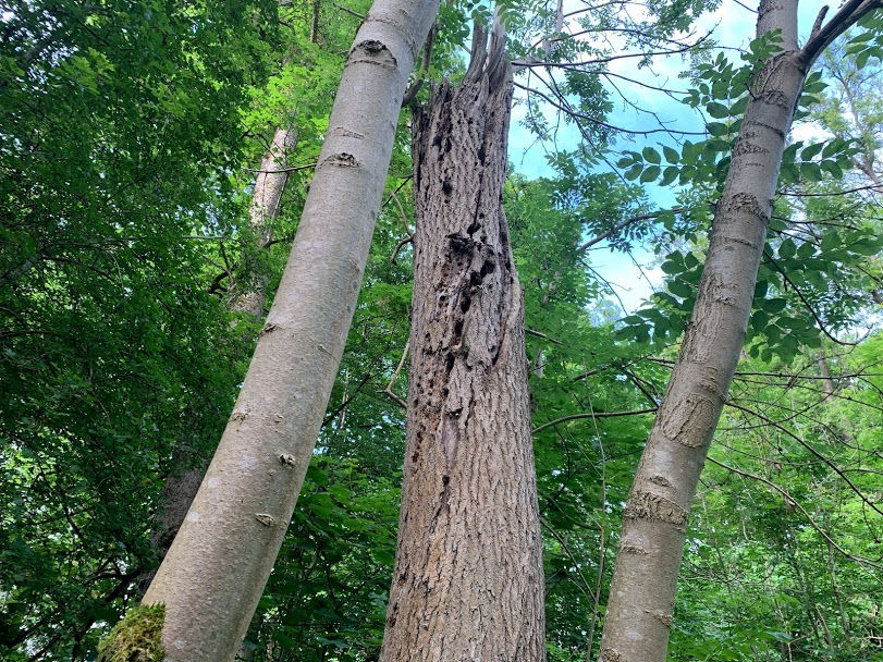 The Superpower of the Deadwood!