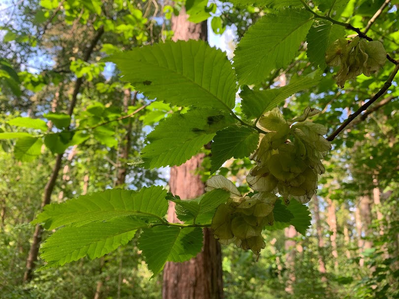 Scots Elm Tree - A Sensory Experience