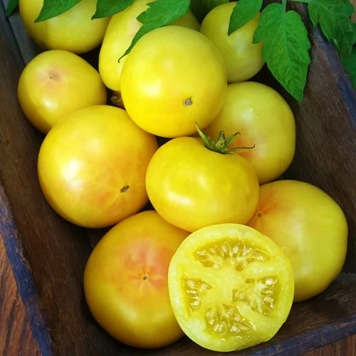 Tomato Thorburn's Lemon | My Vxw Site 9yfxv4