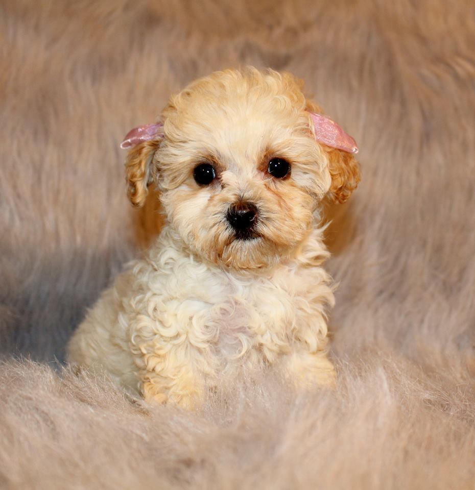 Cavapoo, Cavalier, Pug | Black Powder Farm Little Dogs | Elk City, KS