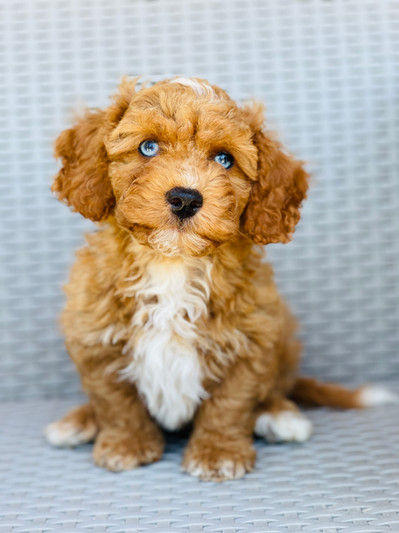 Cavapoo | Black Powder Farm Little Dogs | SEK Kansas