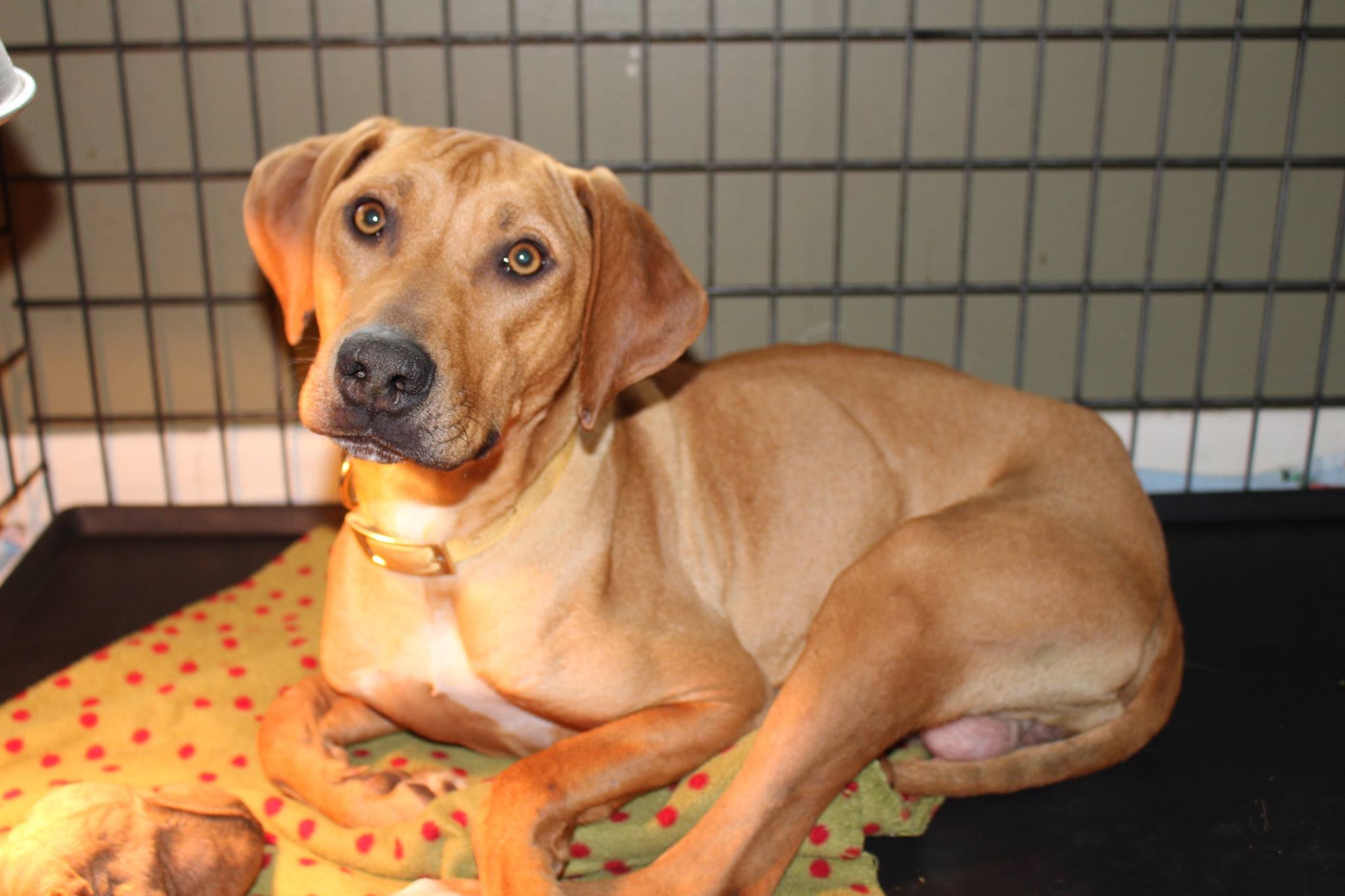 AKC Registered | Black Powder Rhodesian Ridgebacks | KS United States