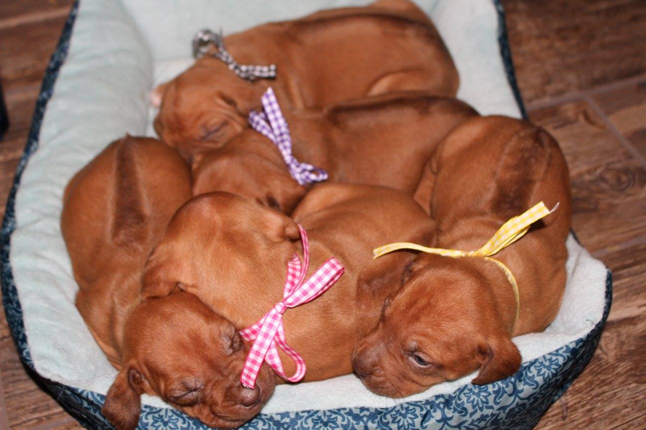 AKC Registered | Black Powder Rhodesian Ridgebacks | KS United States