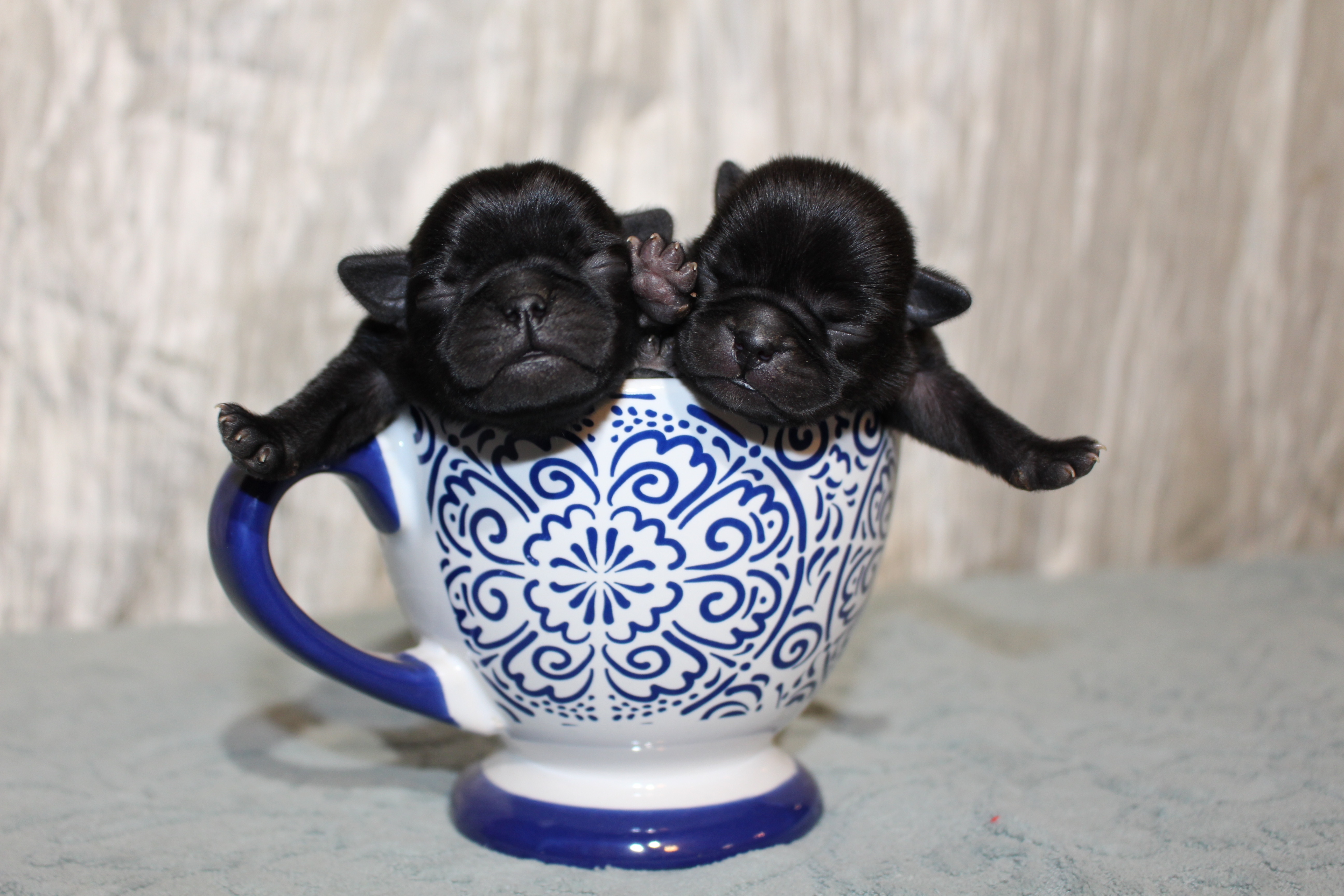 Cavapoo, Cavalier, Pug | Black Podwer Farm little dogs | Elk City, KS