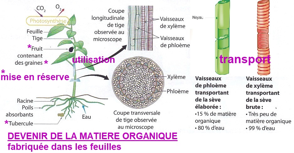 3 chapitre 1 LA NUTRITION DES PLANTES ET | ressources
