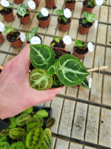 Anthurium Crystallinum Silver Blush | Tropical Garden