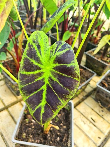 Colocasia Illustris "Rarität" | Tropical Garden