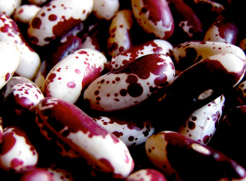 Organic Jacob's Cattle Beans | mysite