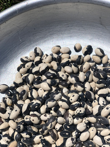 Organic Orca Beans | mysite