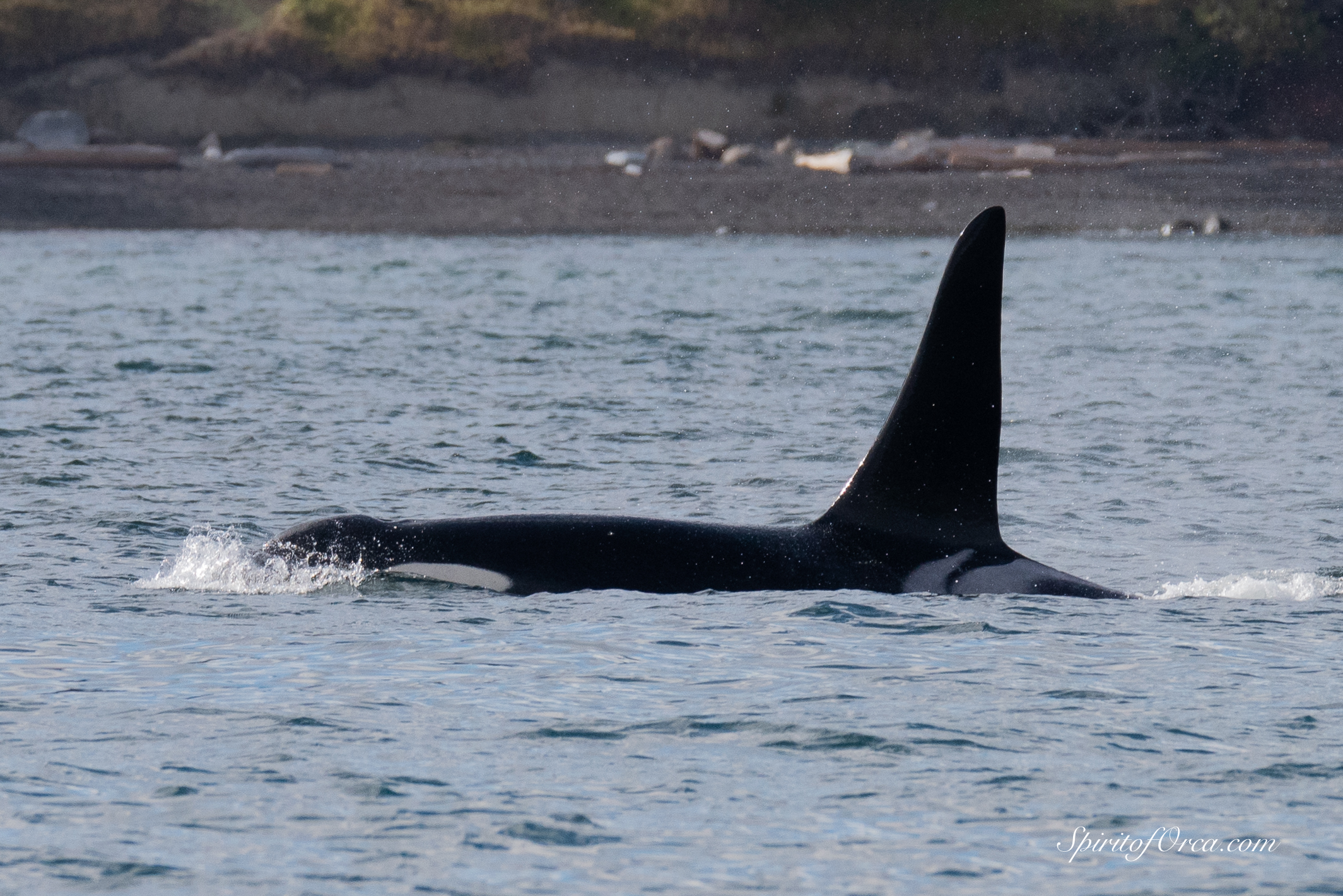 J's K's L's & NOAA-Sea World Partnership - Spirit of Orca