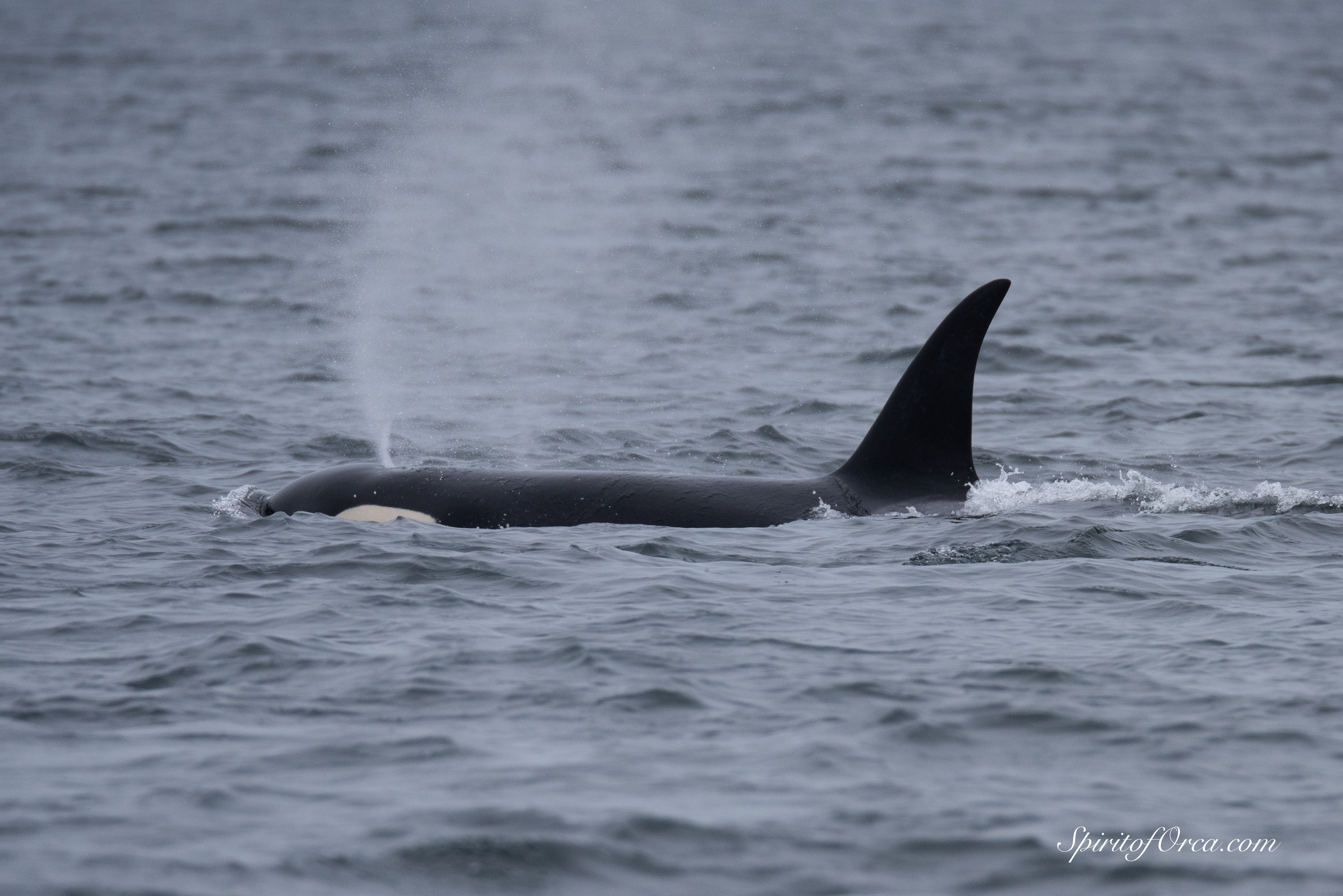 J's K's L's & NOAA-Sea World Partnership - Spirit of Orca