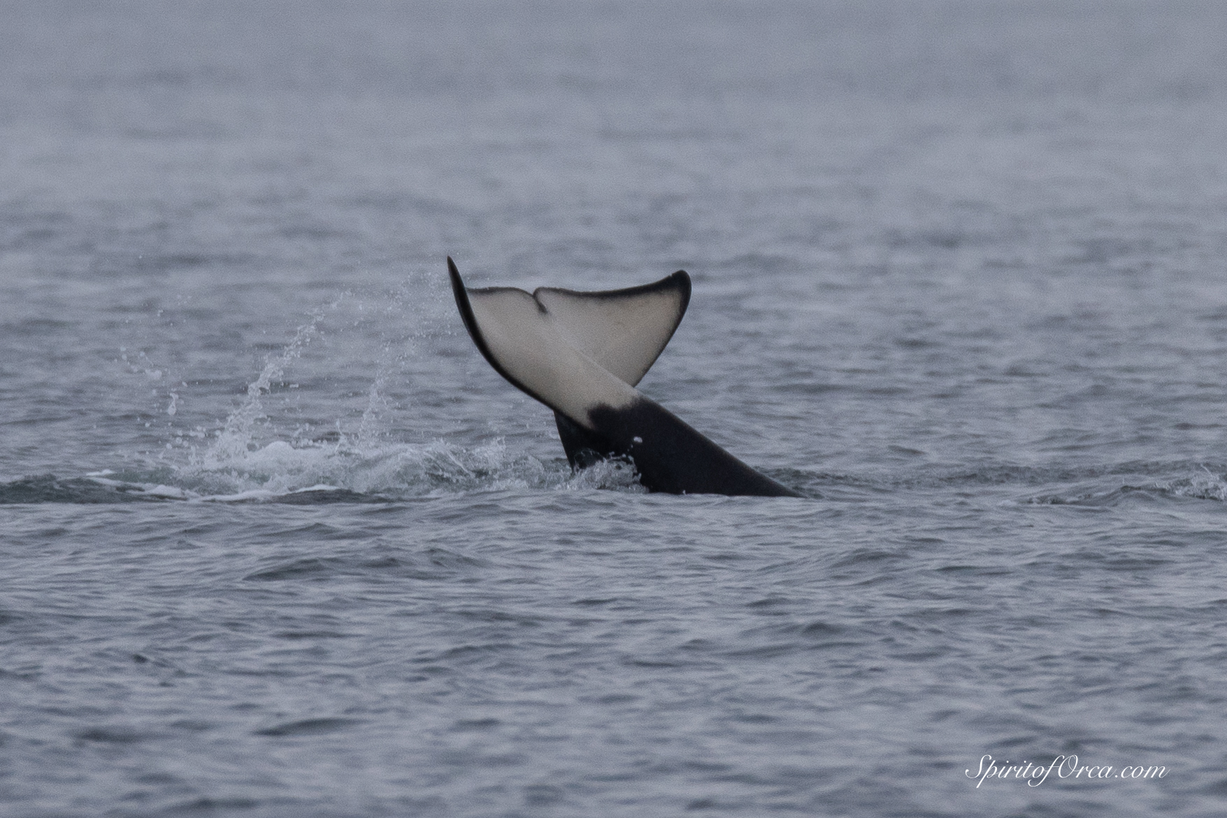 J's K's L's & NOAA-Sea World Partnership - Spirit of Orca