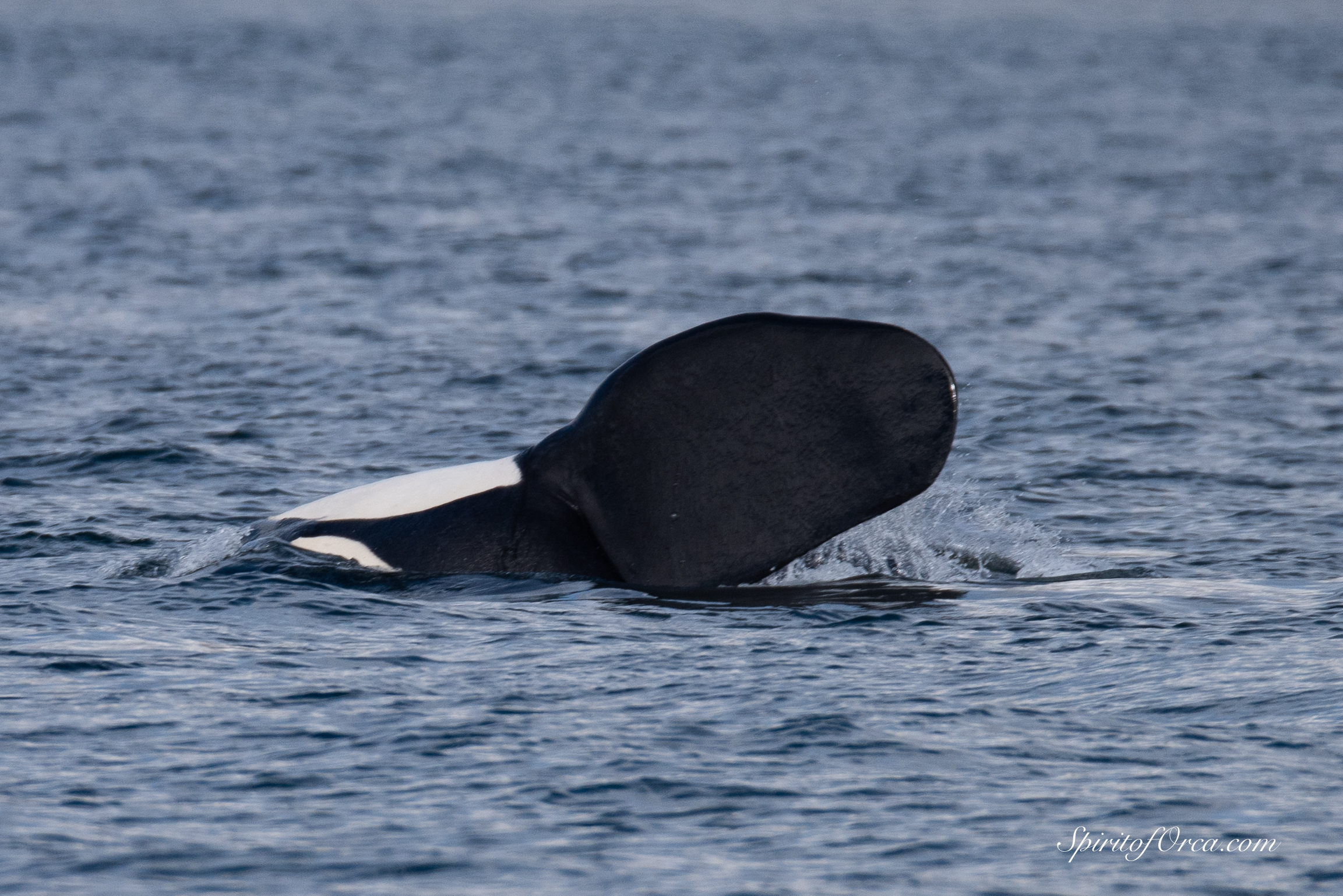 J's K's L's & NOAA-Sea World Partnership - Spirit of Orca