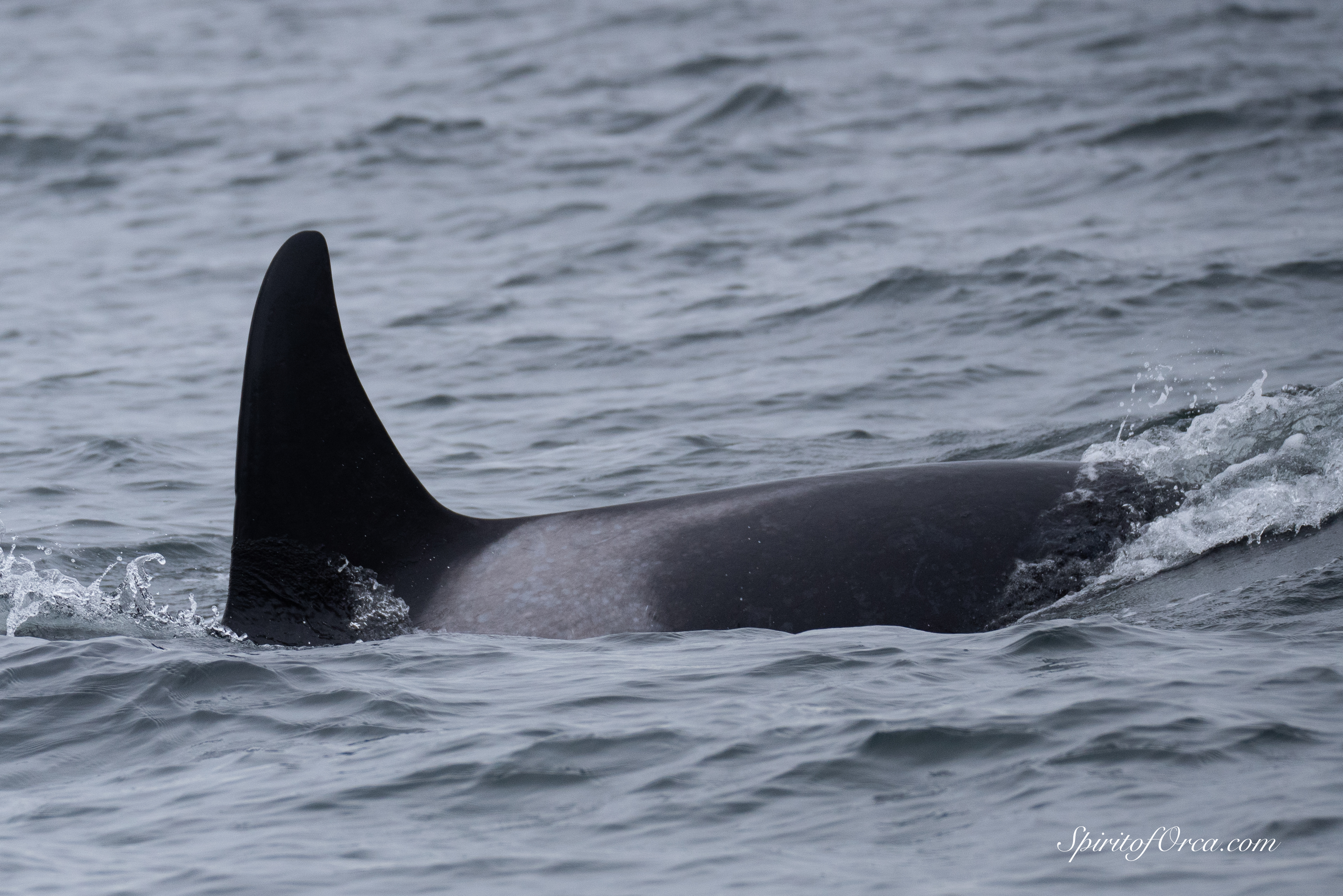 J's K's L's & NOAA-Sea World Partnership - Spirit of Orca