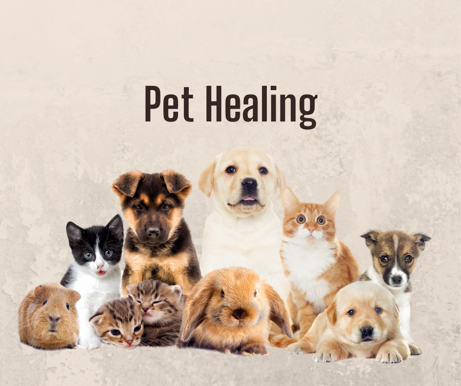 Pet Healing with Amelia | Honeycgolden Com