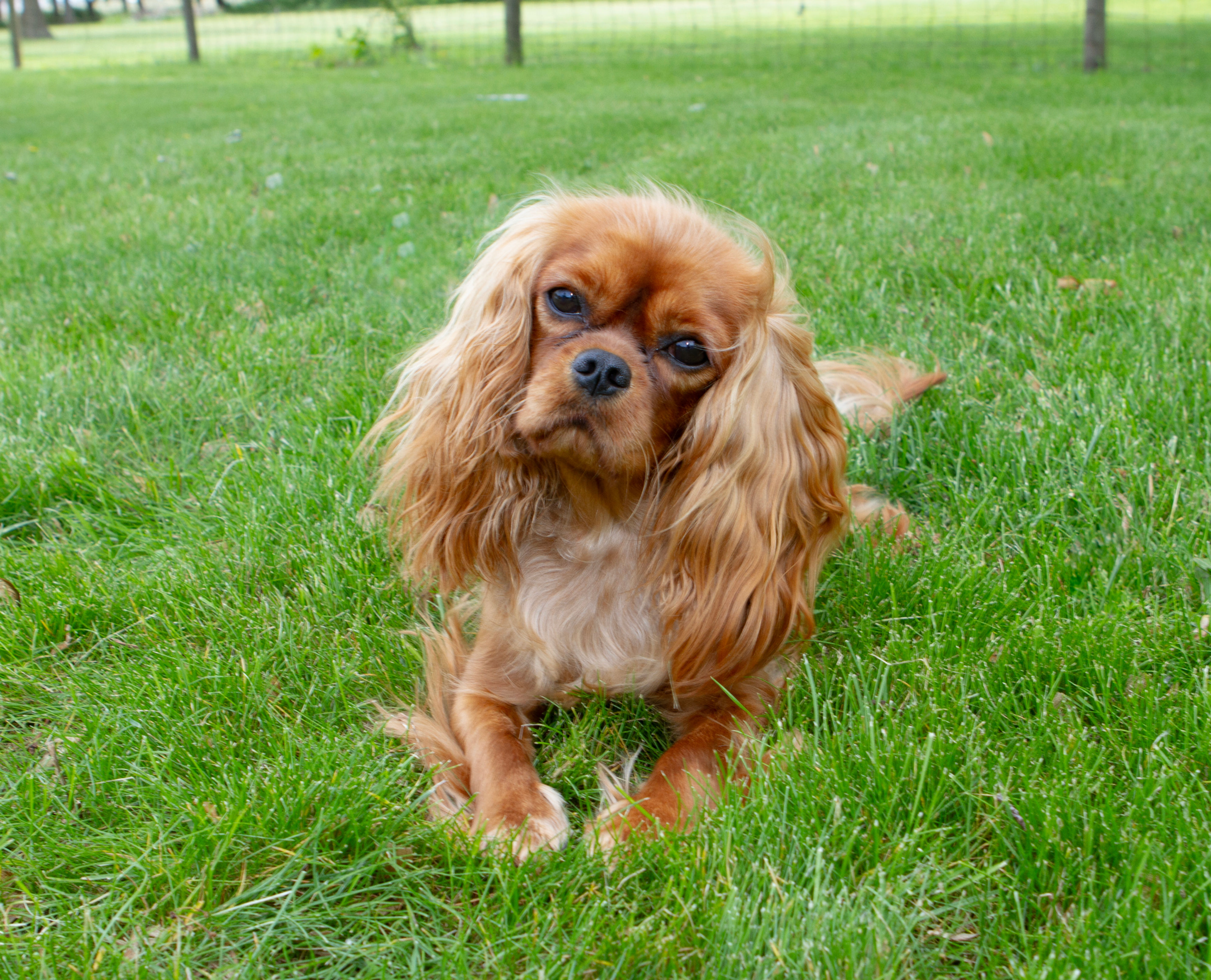 Litter Planned (Tiger Lily/Hickory) | Garden of Cavaliers