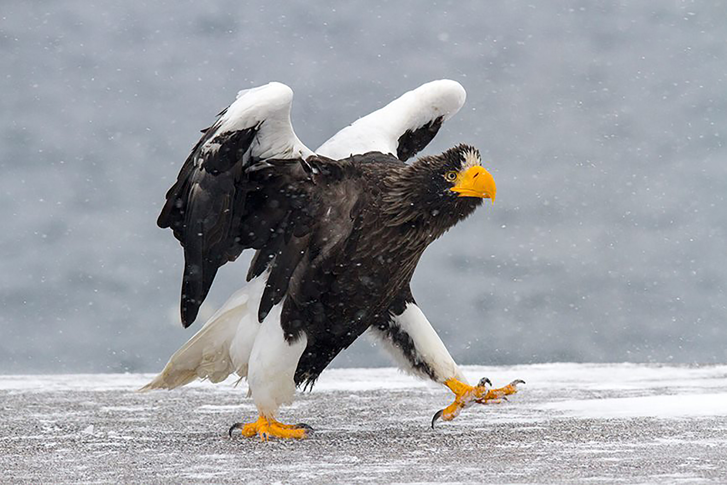 Birding | Japan: Winter Birding on Ice