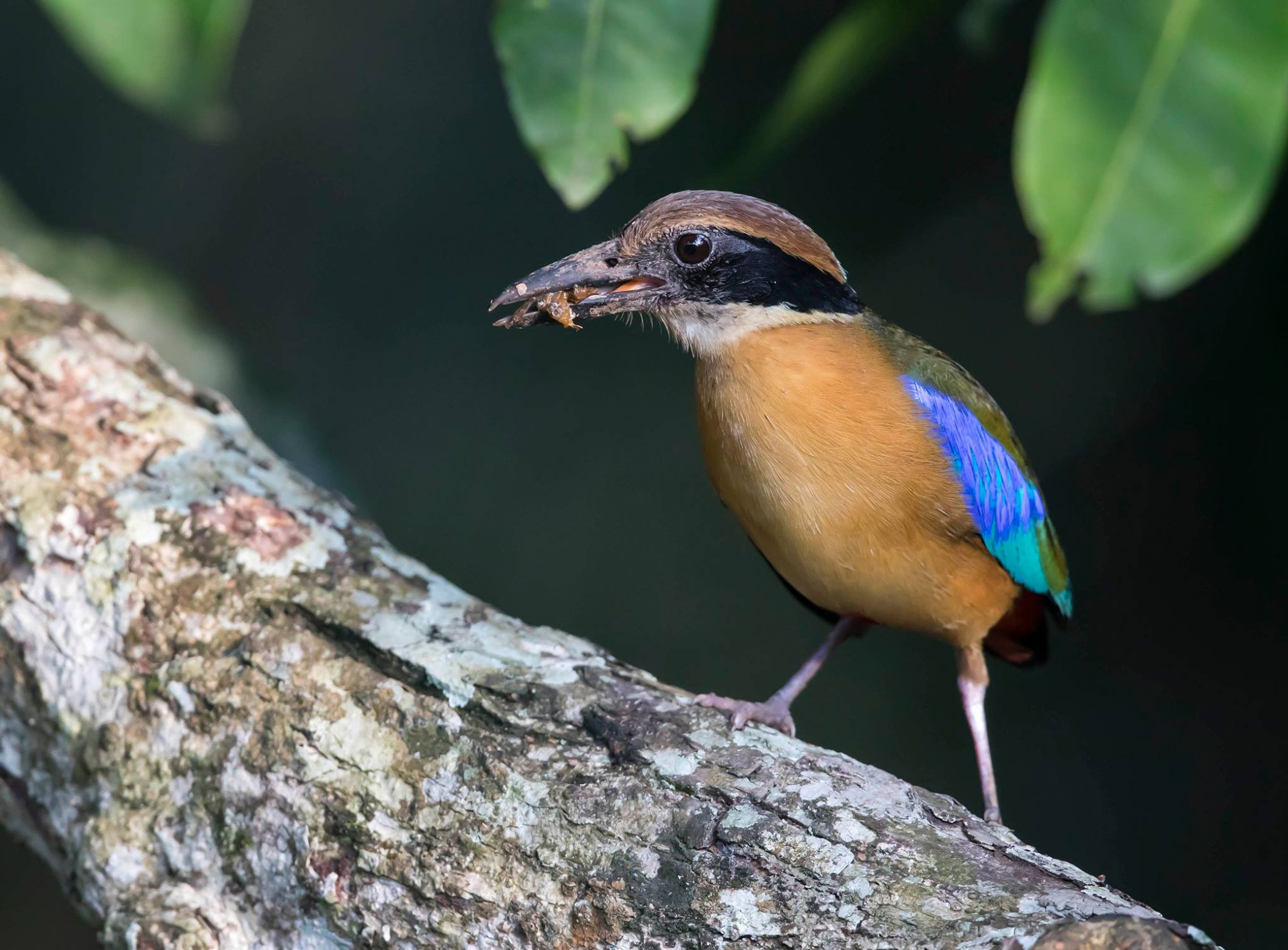 Birding | Asia | Malaysia: The Peninsula