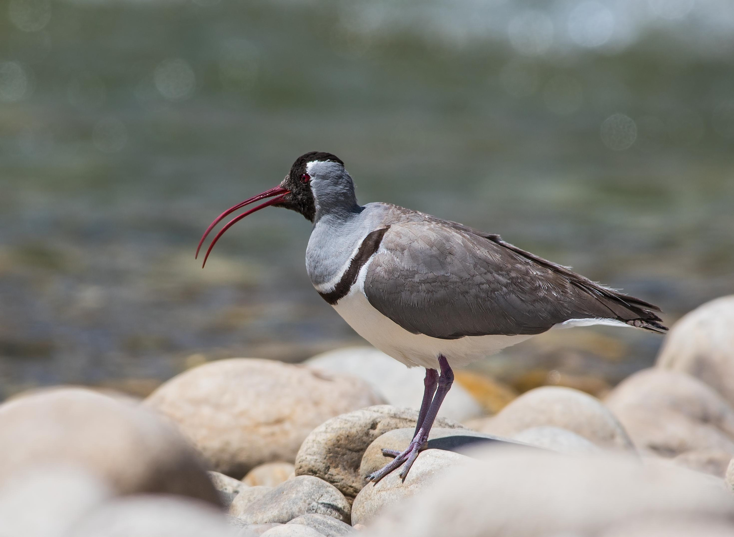 Birding | Asia | Kazakhstan, Kyrgyzstan & Uzbekistan