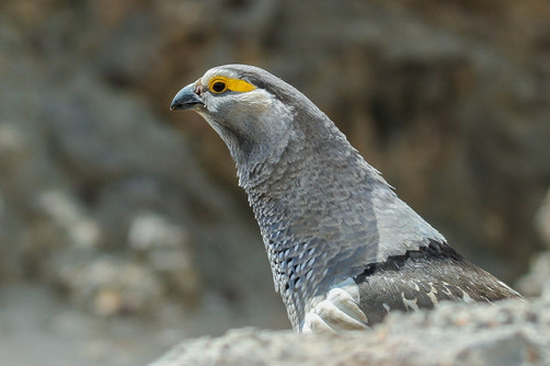 Enigmatic Wildlife Tour (EWT) | Mongolia