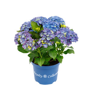 Collection | Royalty Collection