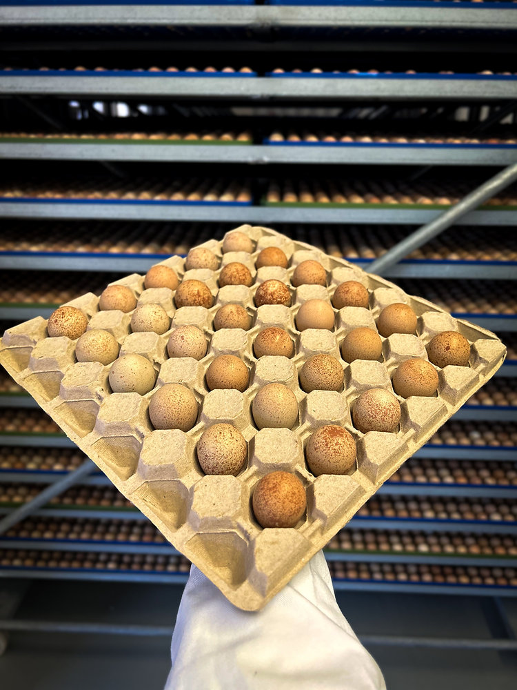 The Promise of Partridge: Hatchery Buzzes as First Eggs are Set!