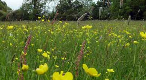 Pro Flora 8 - Legacy General Purpose | RC Crops