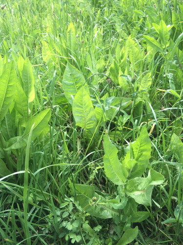 Legume & Herb Rich Mixture (GS4,SAM3,CSAM3) | RC Crops