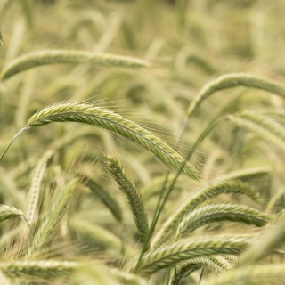 Triticale | RC Crops
