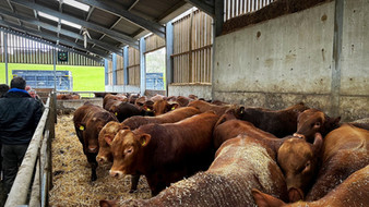Stabiliser Cattle | Bettws Hall, Mid-Wales