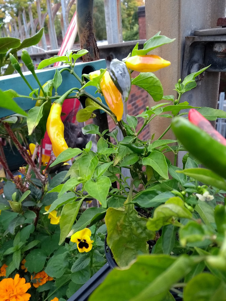 October, ruddy-cheeked, comes o'er the plains